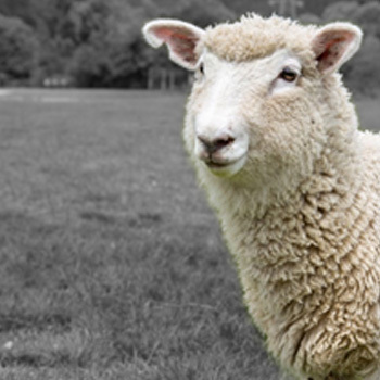 Lamb New Zealand, wholesale lamb products Wellington – KenWilson Meats